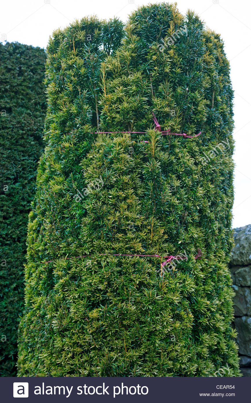 Taxus Baccata Stock Photos & Taxus Baccata Stock Images - Alamy