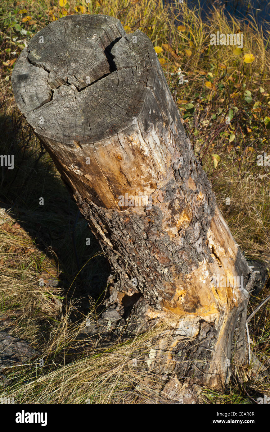 Whiteshell Manitoba Canada Stock Photo - Alamy