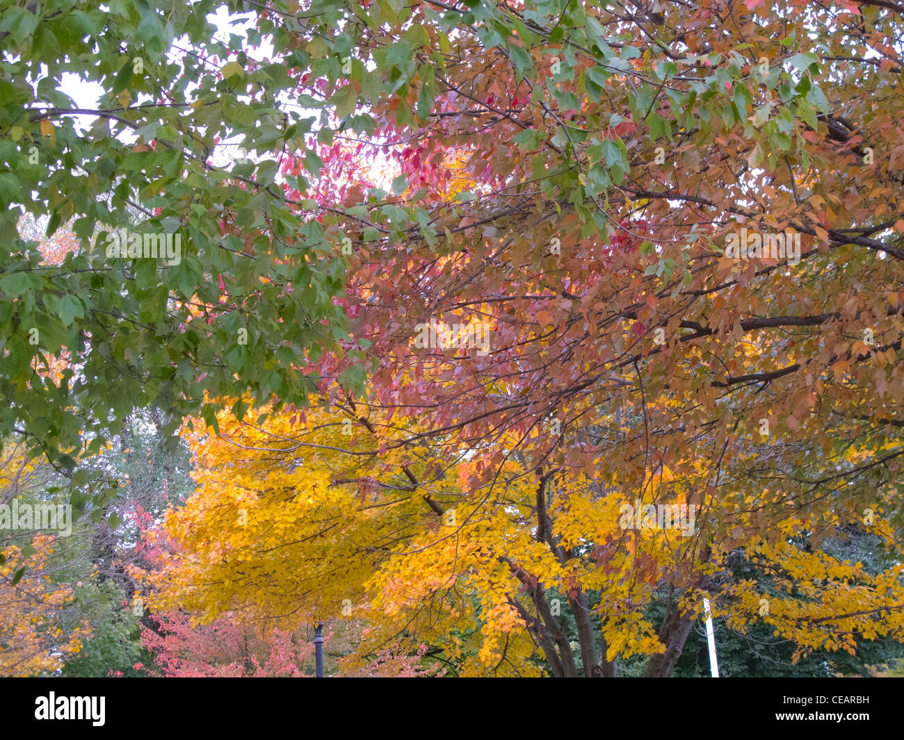 Fall foliage in boston public garden Stock Photo - Alamy