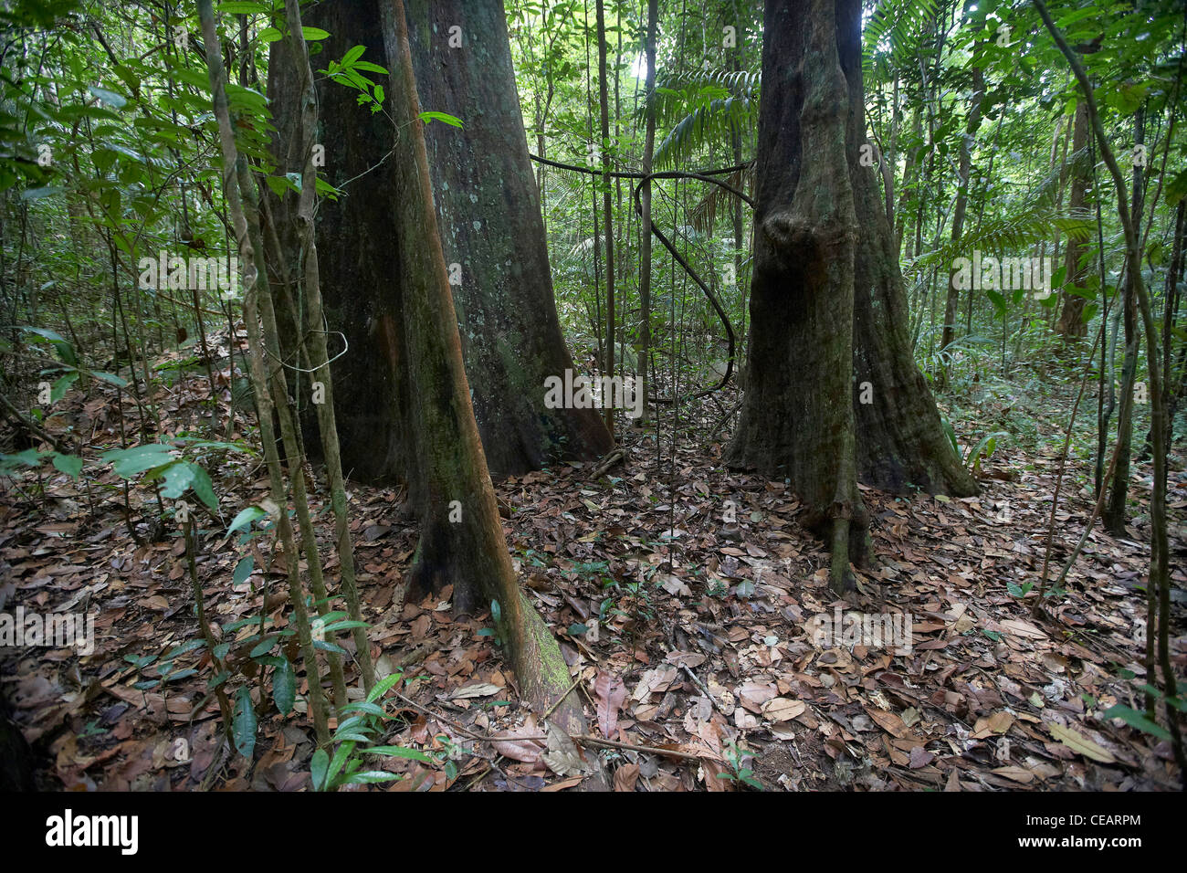 Buttress roots in the primary tropical rainforest, Rewa, Rupununi ...
