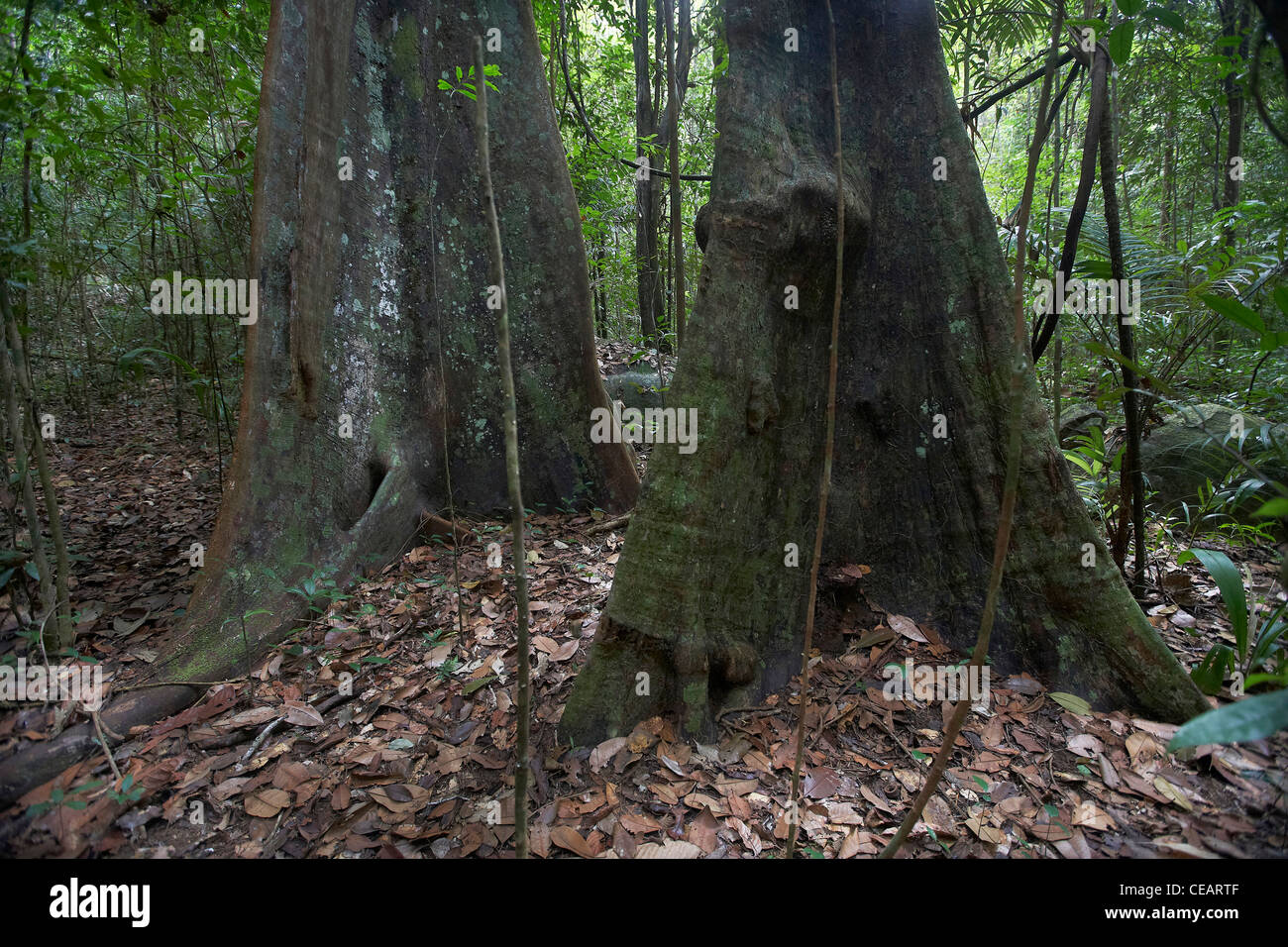 Buttress roots in the primary tropical rainforest, Rewa, Rupununi ...