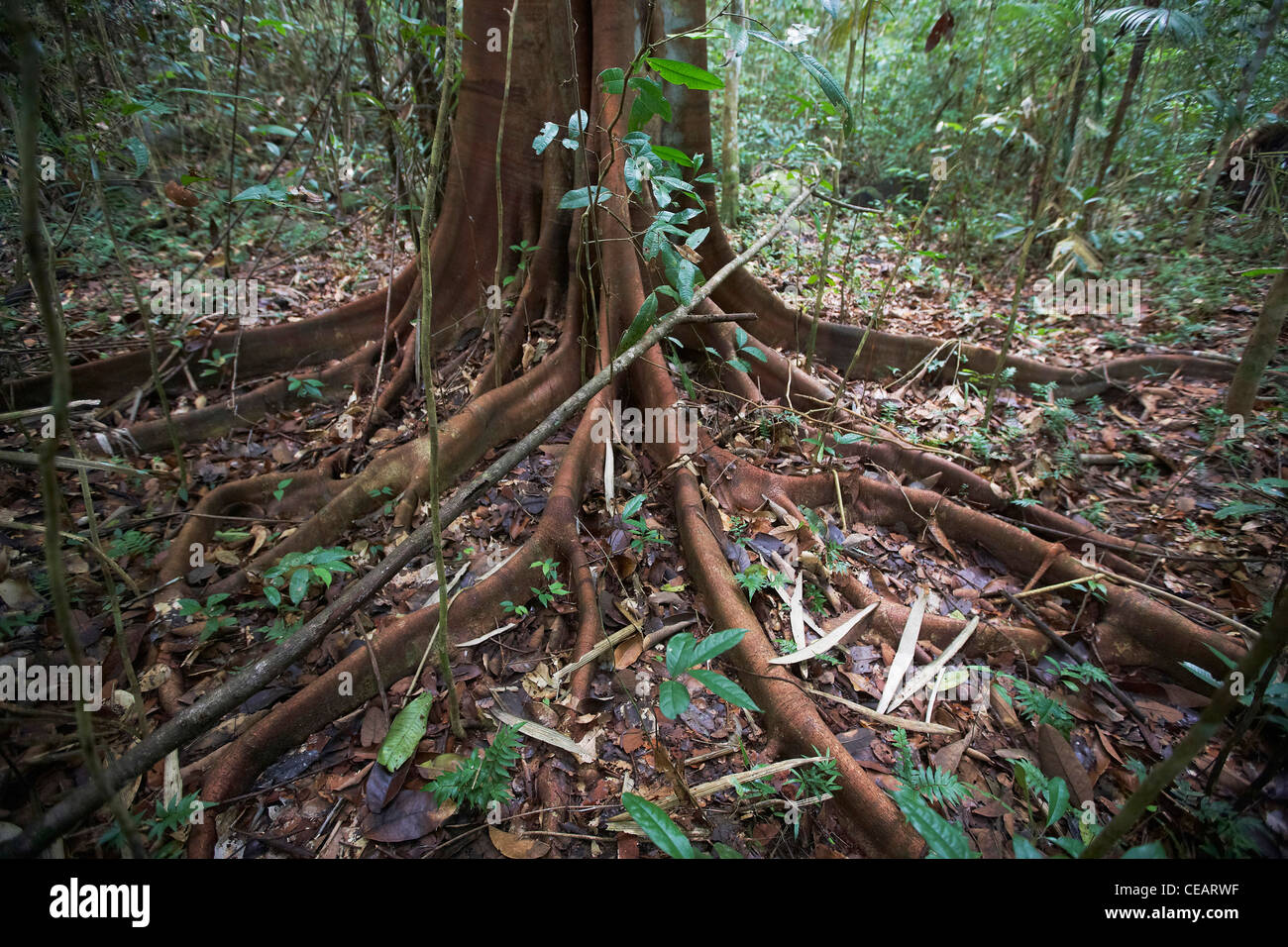 Buttress roots in the primary tropical rainforest, Rewa, Rupununi ...