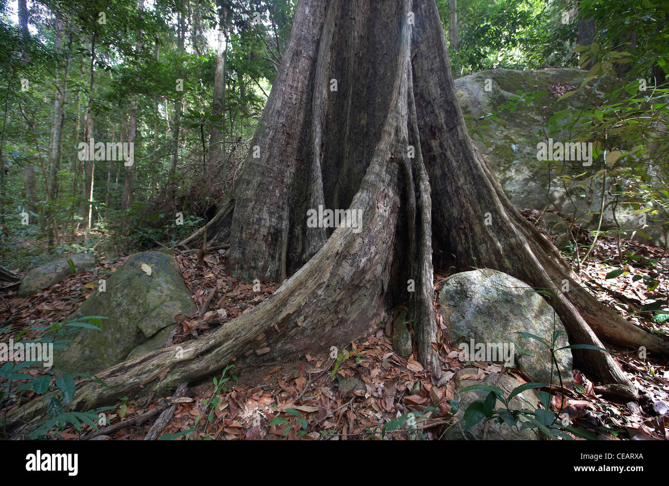 Buttress roots in the primary tropical rainforest, Rewa, Rupununi ...