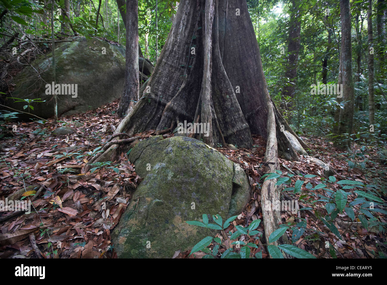 Buttress roots in the primary tropical rainforest, Rewa, Rupununi ...