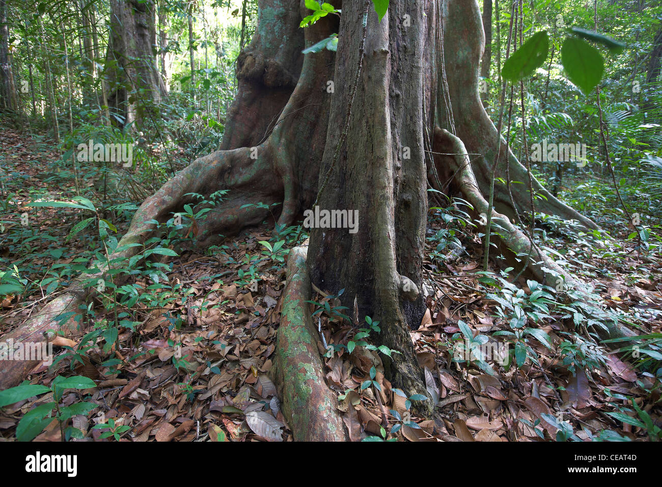Buttress roots in the primary tropical rainforest, Rewa, Rupununi ...