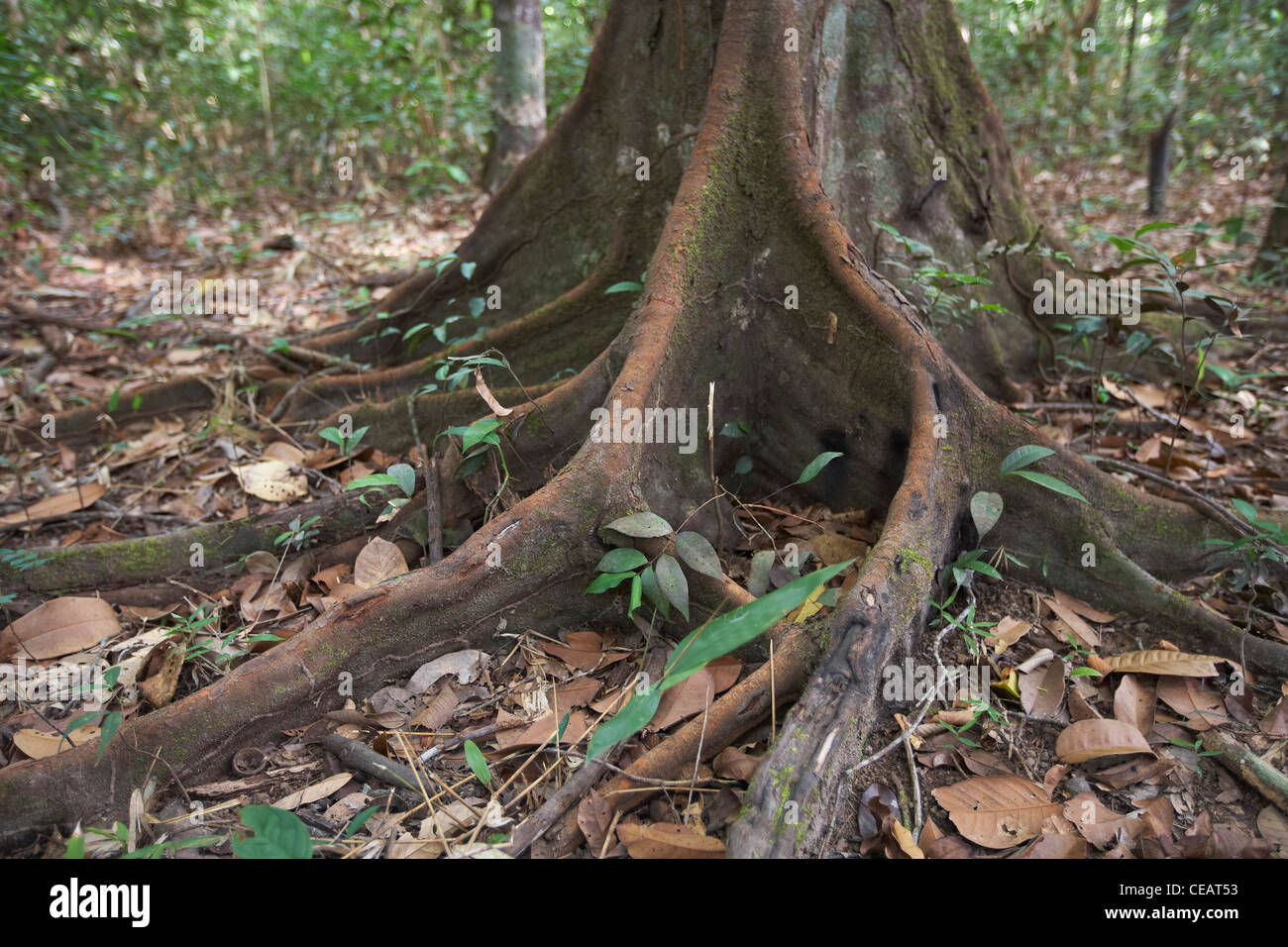 Buttress roots in the primary tropical rainforest, Rewa, Rupununi ...