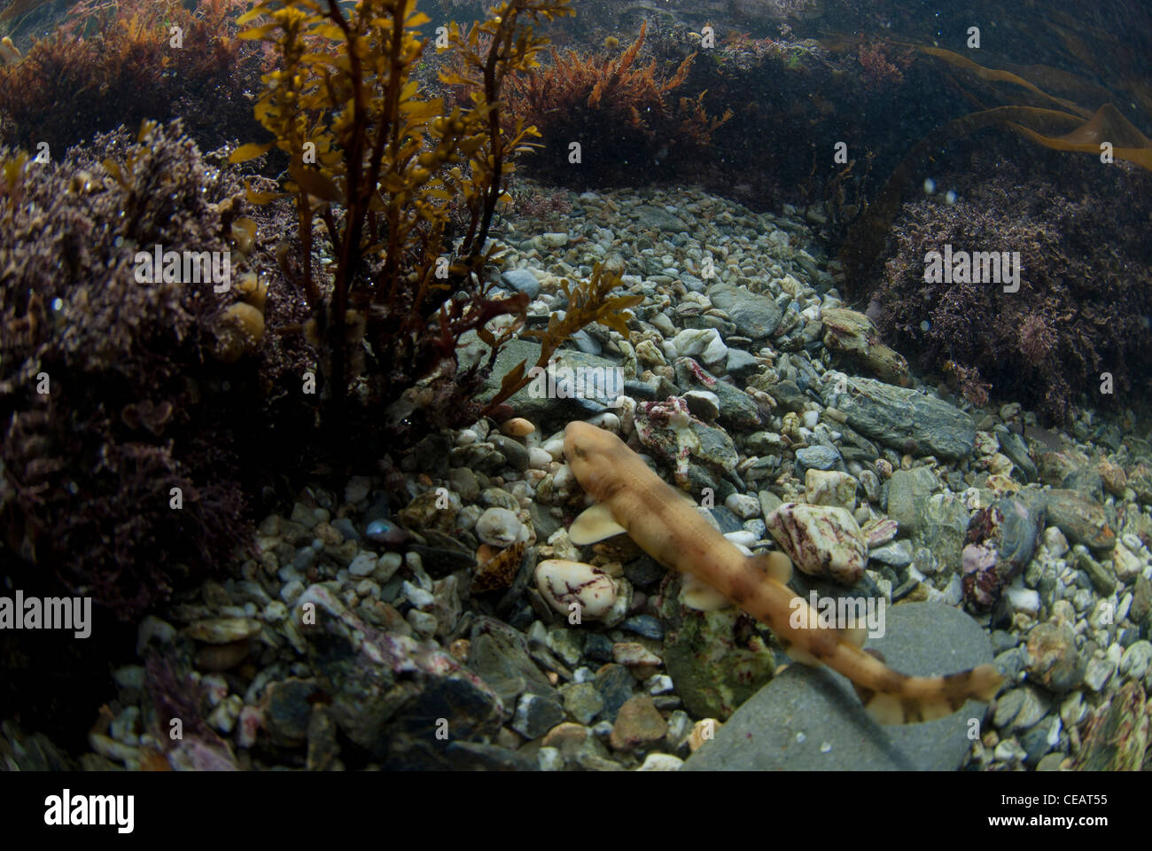 The rockpool hi-res stock photography and images - Alamy