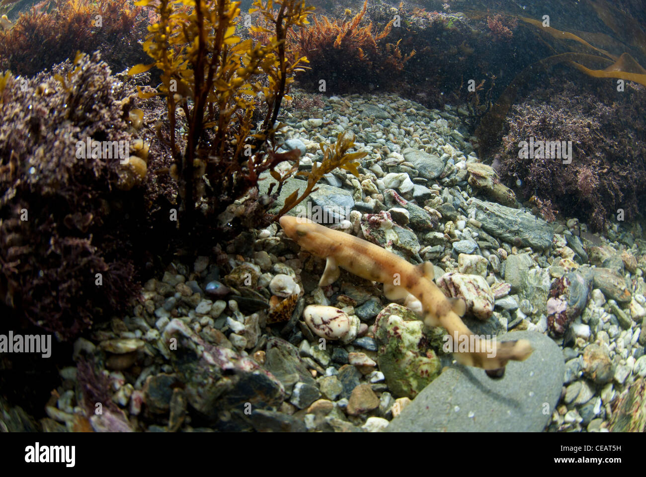 Dogfish hi-res stock photography and images - Alamy