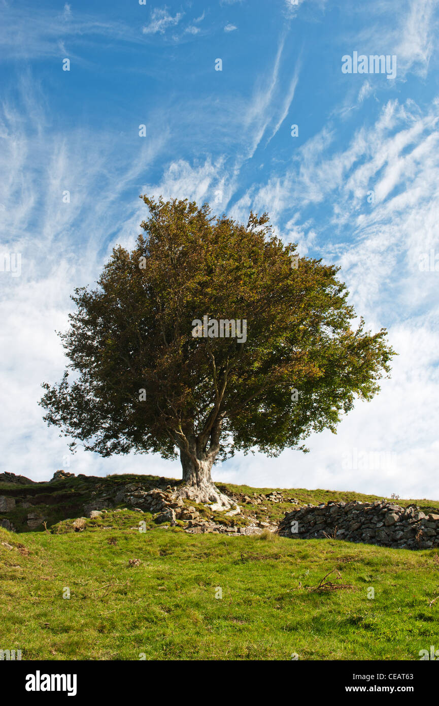 Lone tree in Swaledale Stock Photo - Alamy