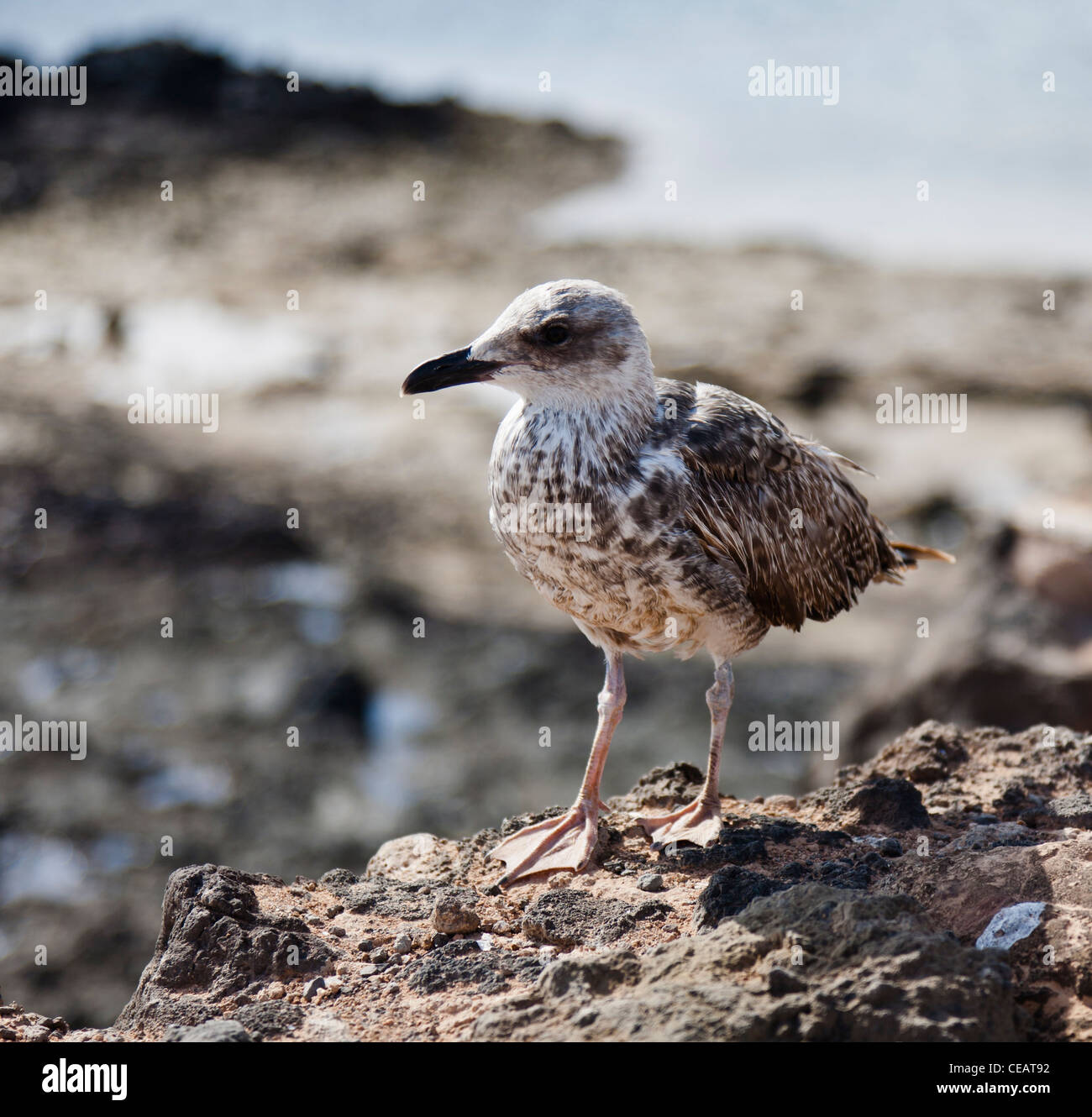 Lobos island fuerteventura birds hi-res stock photography and images ...