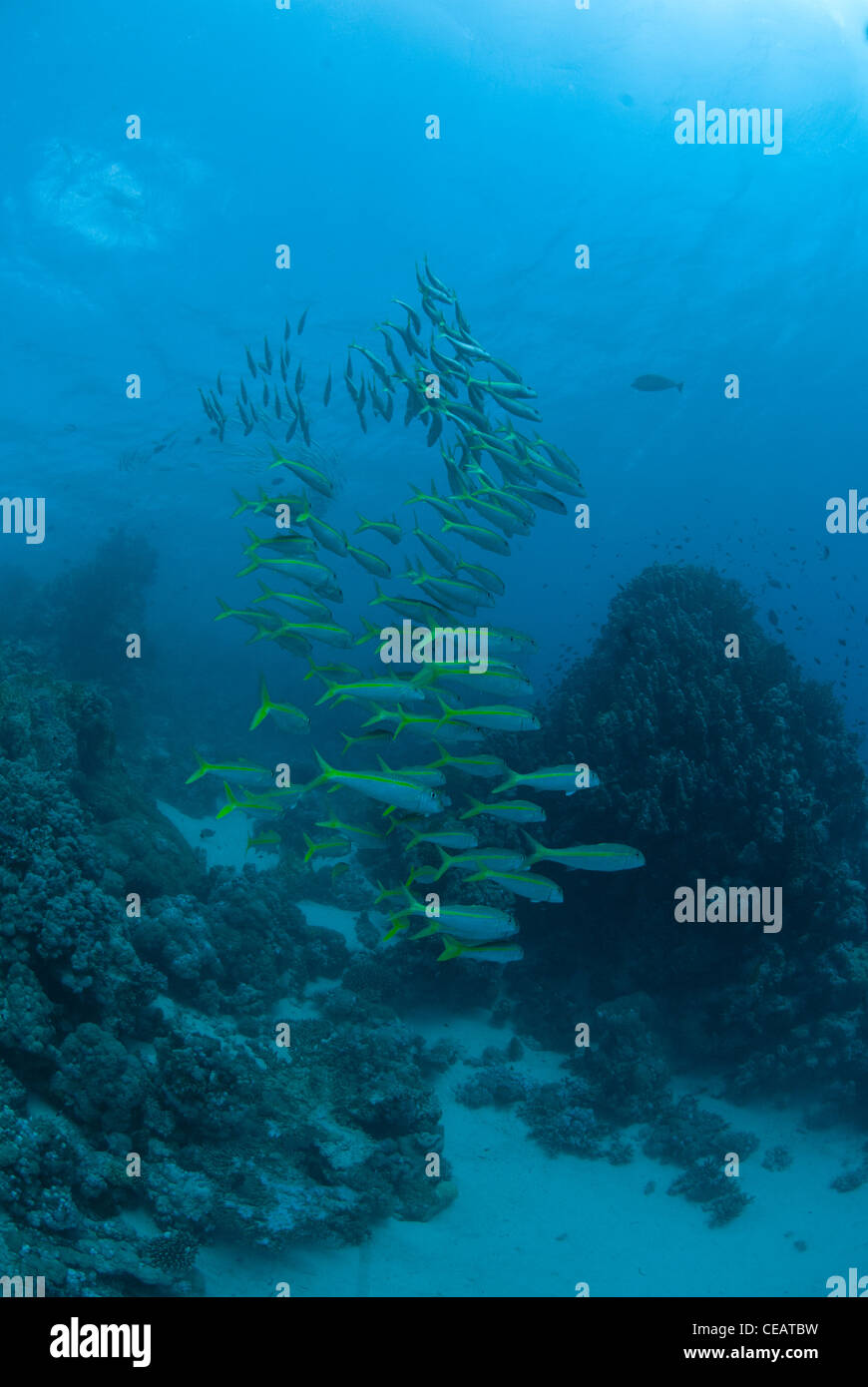 Goat fish hi-res stock photography and images - Alamy