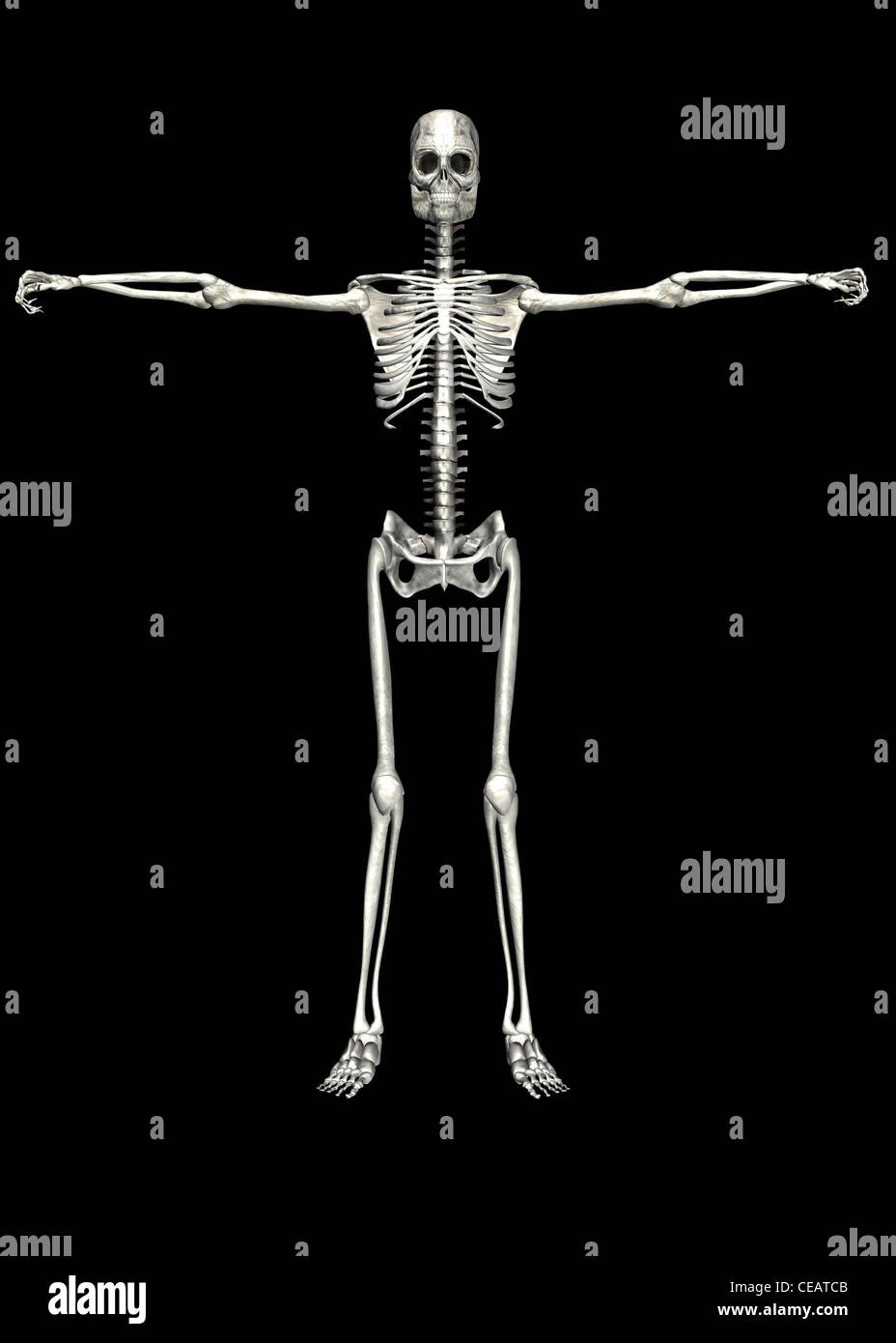 Illustration of a skeleton isolated on a black background Stock Photo ...