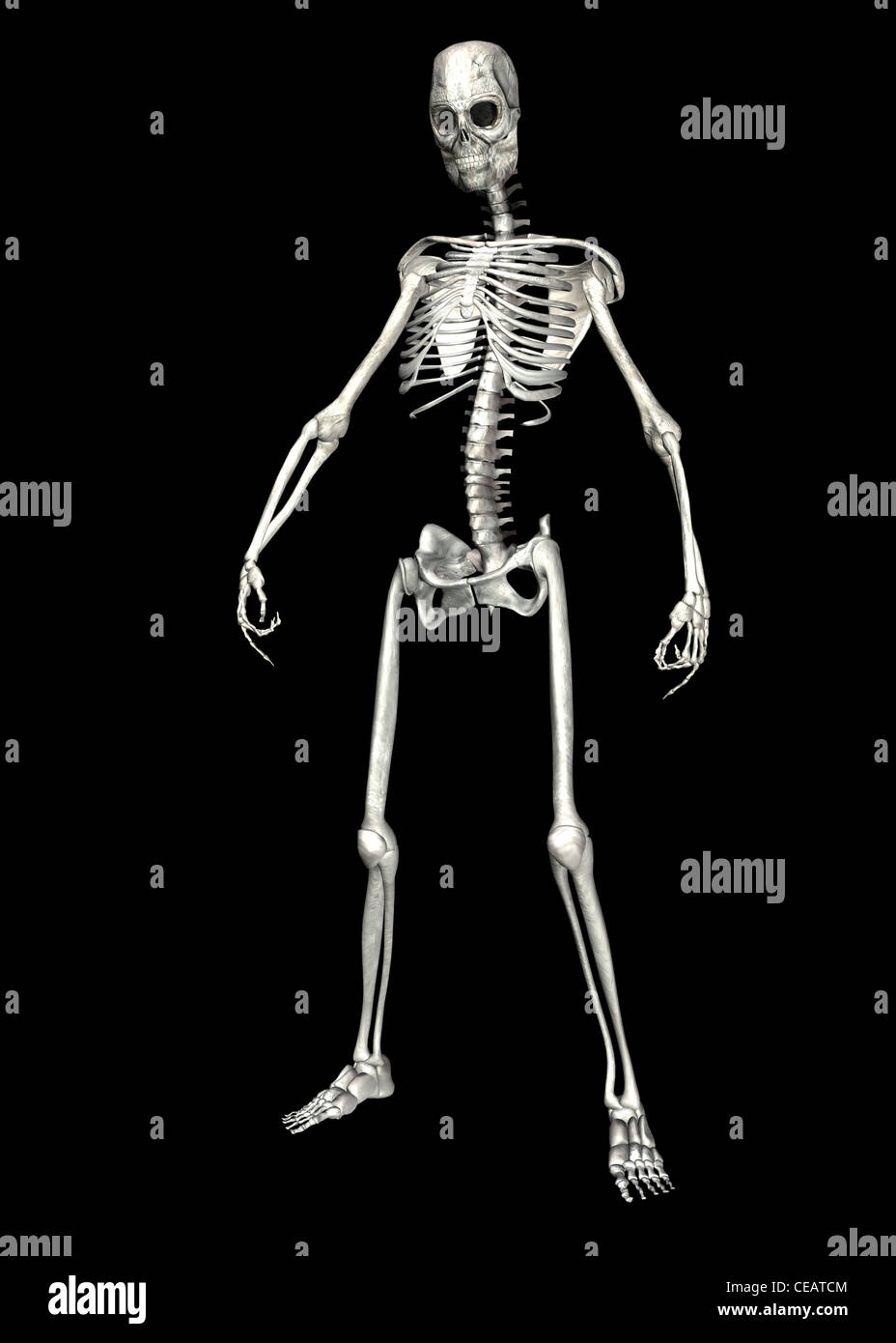 Illustration of a skeleton isolated on a black background Stock Photo ...