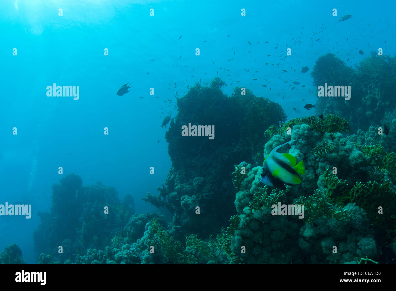Reef habitat hi-res stock photography and images - Alamy