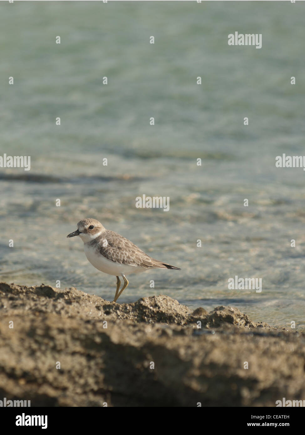 Piper bird hi-res stock photography and images - Alamy