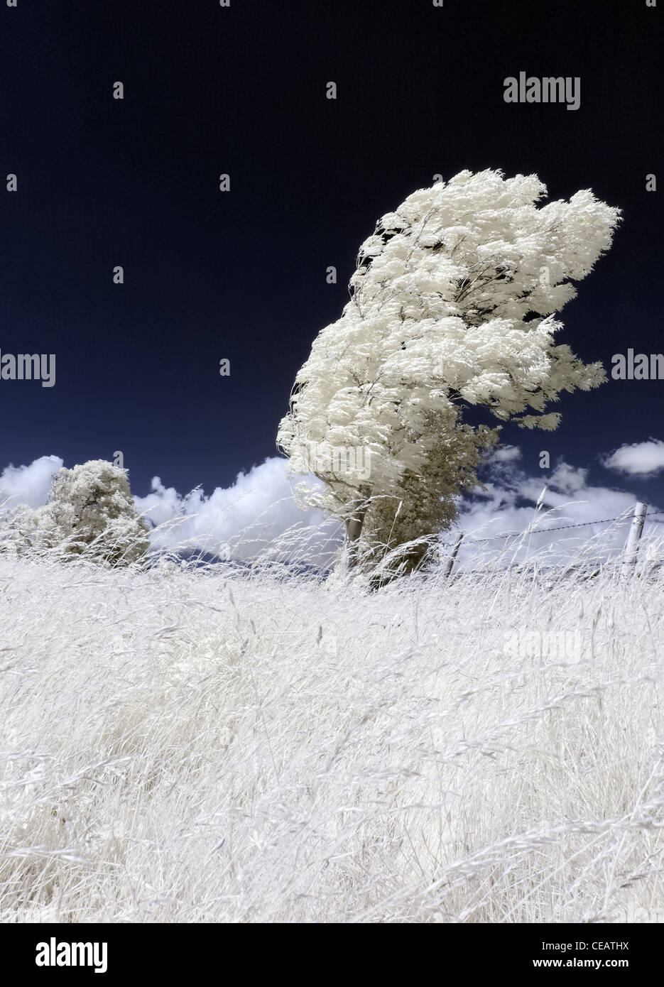 Monsal Head Trees #01 Stock Photo - Alamy