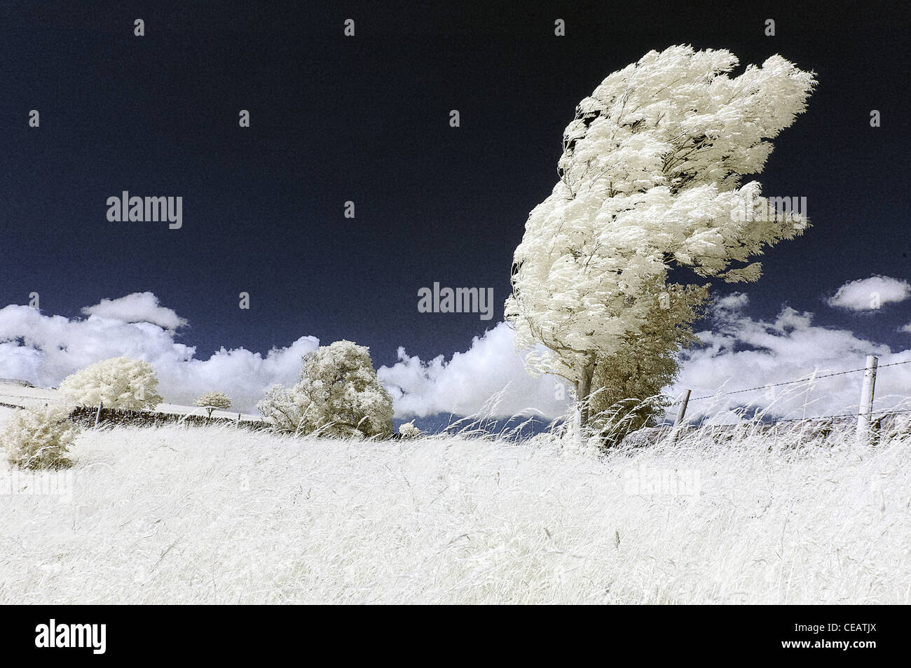 Monsal Head Trees #01 Stock Photo - Alamy