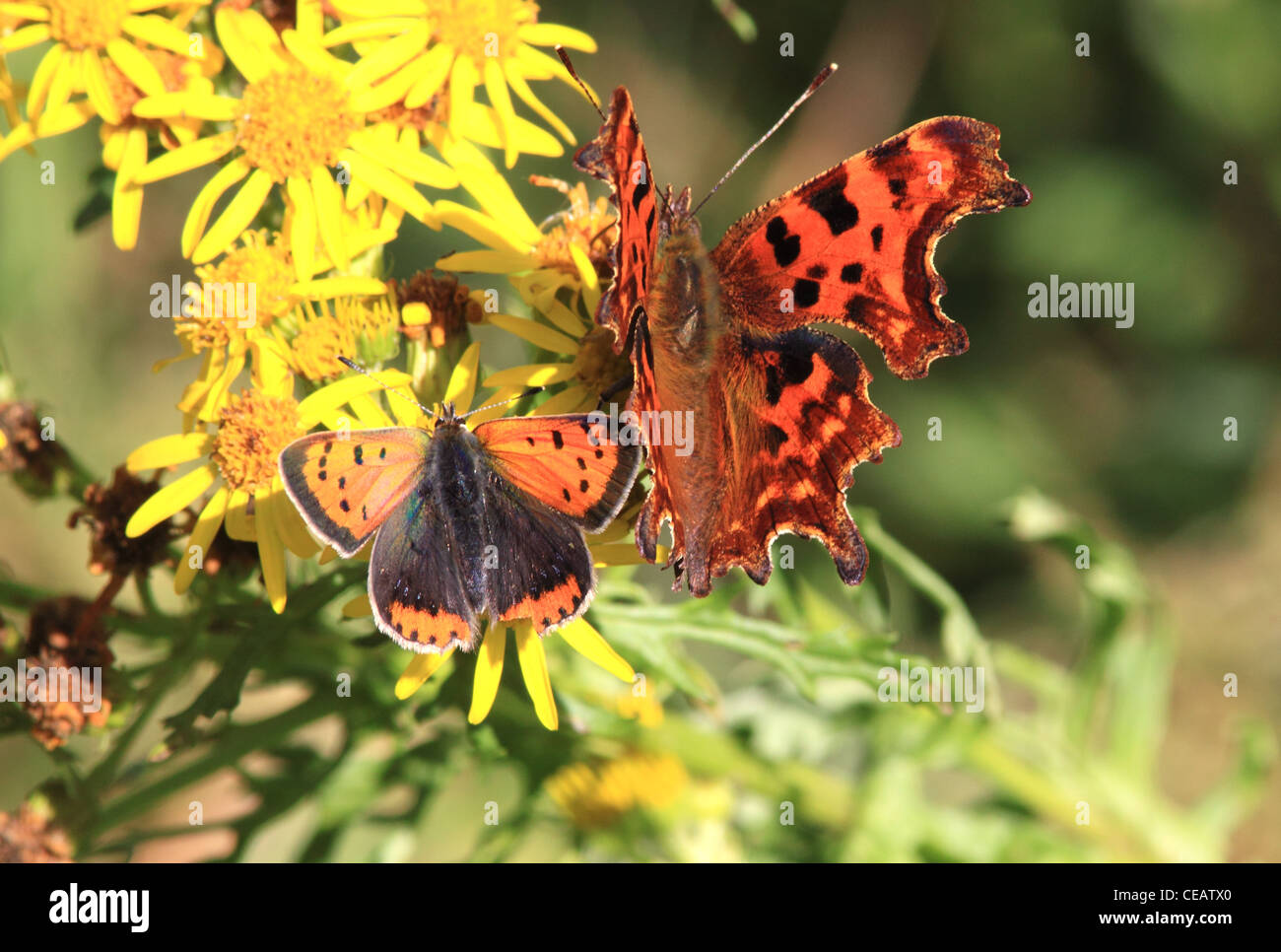 Comma butterflies hi-res stock photography and images - Alamy