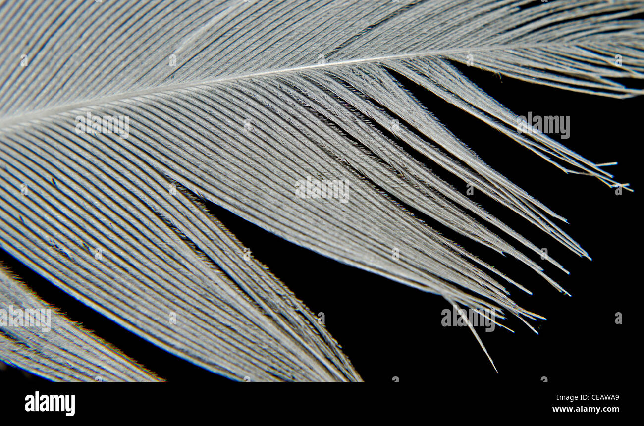 Feather. Macro of part of a bird's feather on a black background Stock ...