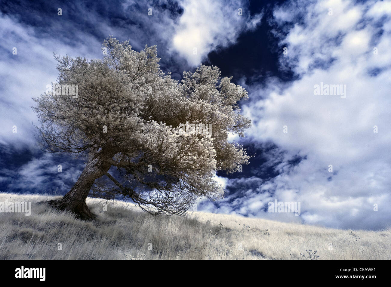 Single Tree - Goyt Valley Stock Photo - Alamy
