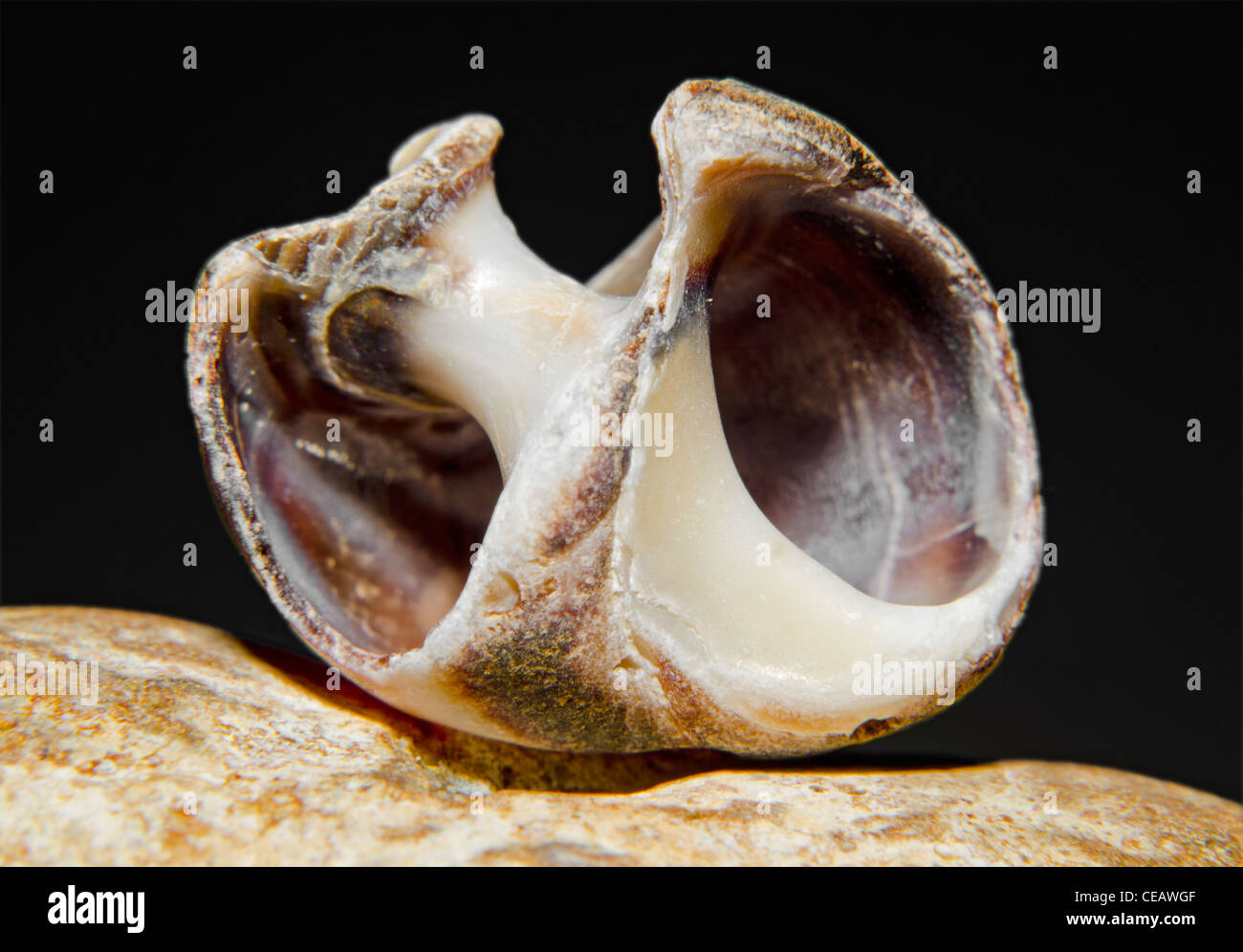 Close up seashell hi-res stock photography and images - Alamy