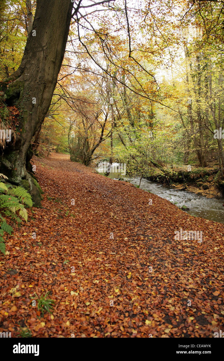 A carpet of Autumn leaves in Valleyfield woods, Fife Scotland Stock ...