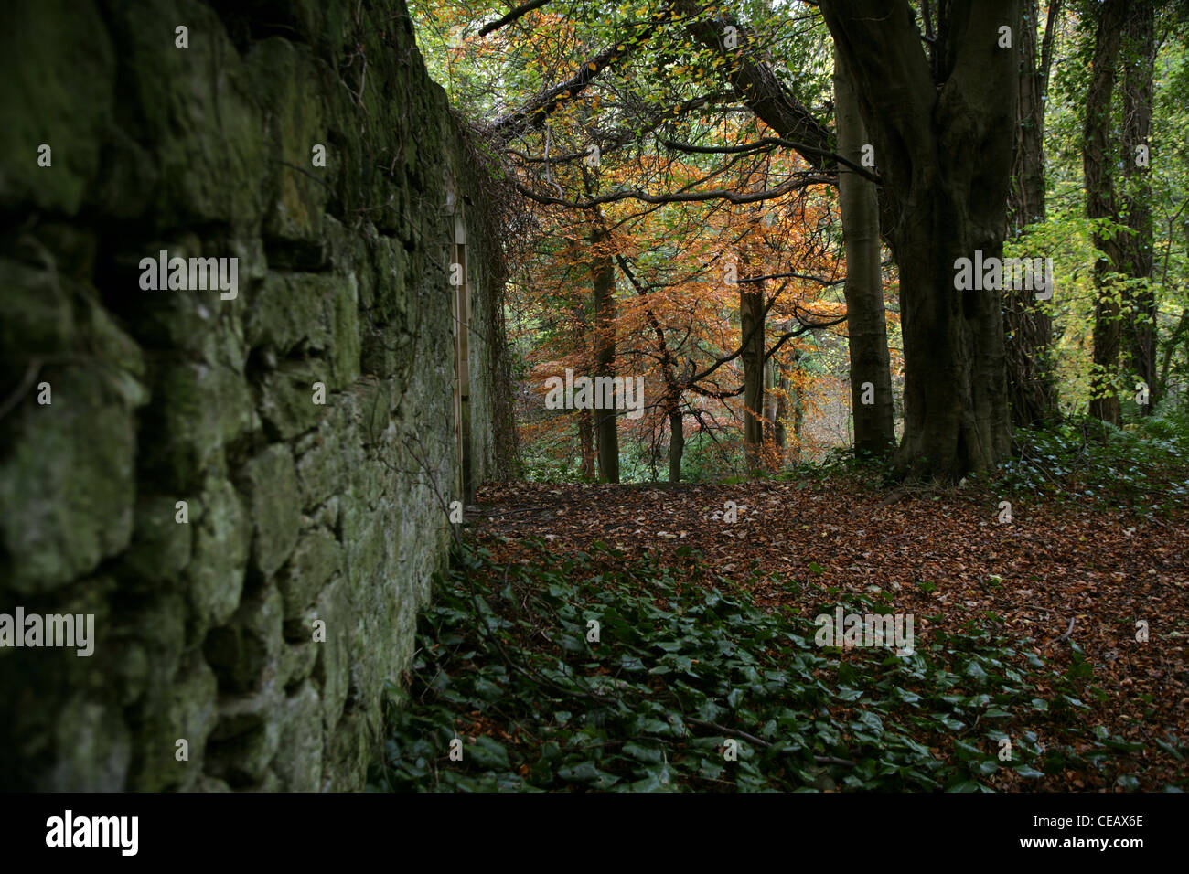 Part of a ruin in Valleyfield woods, Fife Scotland Stock Photo - Alamy