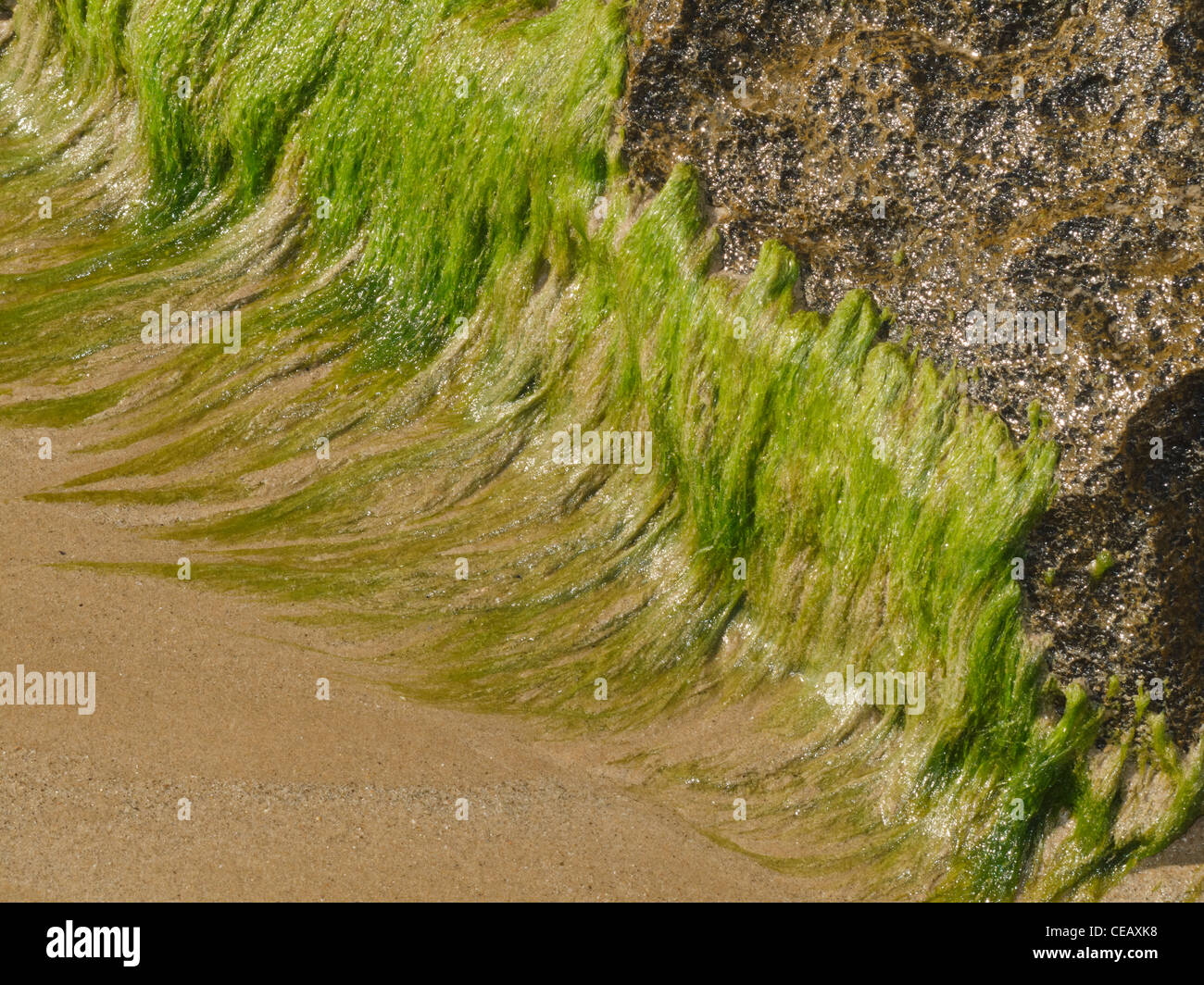 Filament algae at the wave shoreline, Altafulla, Spain Stock Photo - Alamy