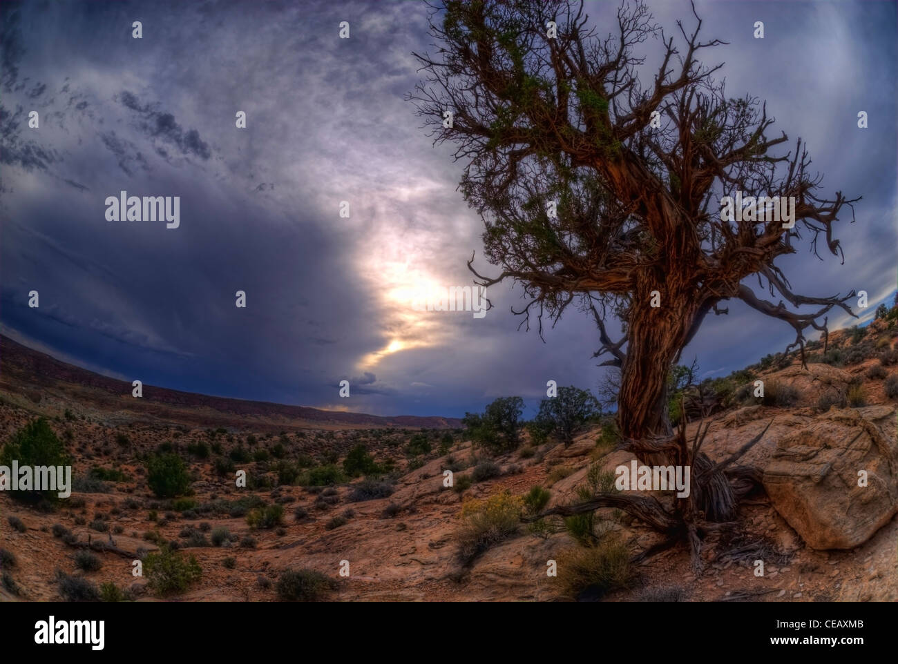 A dusty dry try in the desert Stock Photo - Alamy