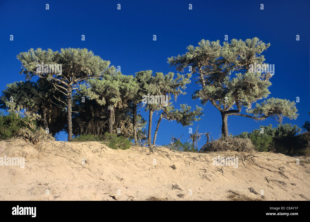 Euphorbia Stenoclada (Endemic Tree or Plant) on Sand Dunes on Beach at ...