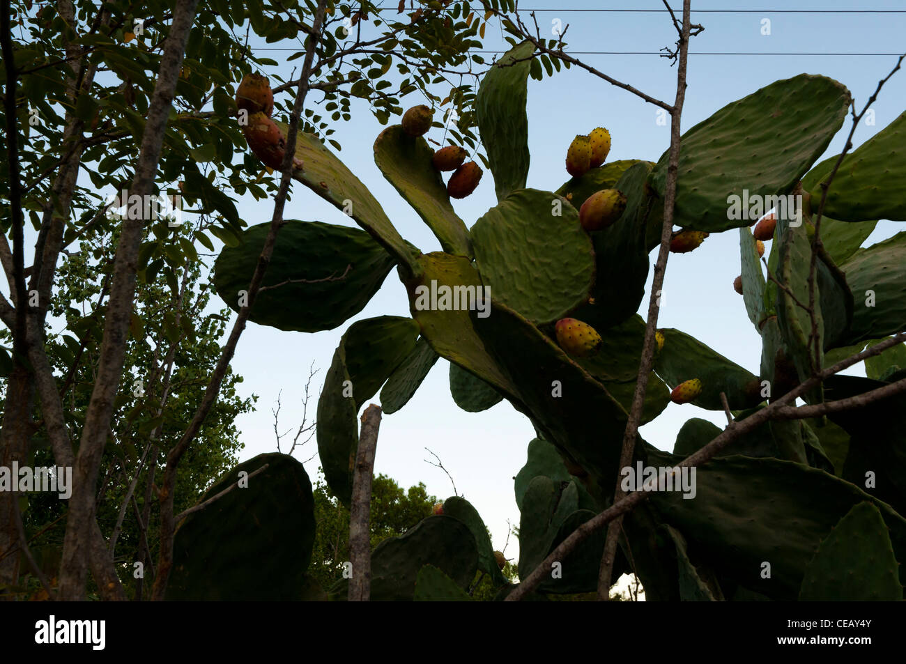 Cactus turkey hi-res stock photography and images - Alamy