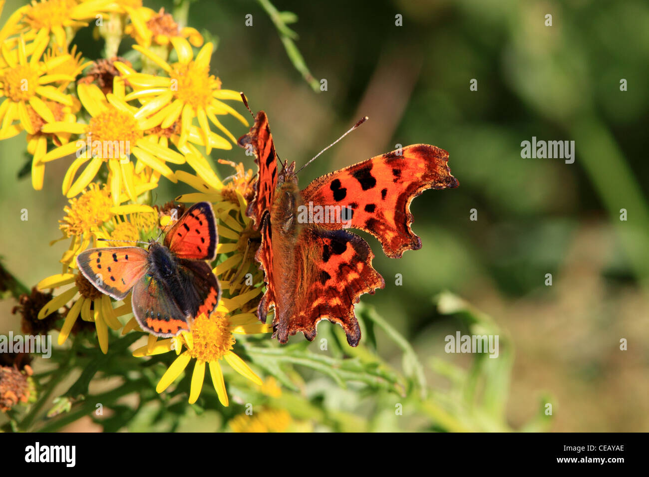 Comma Butterflies Stock Photos & Comma Butterflies Stock Images - Alamy