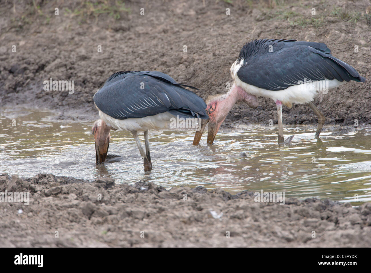 Two Marabou Stork, Leptoptilos crumeniferus, fishing for cat fish in ...