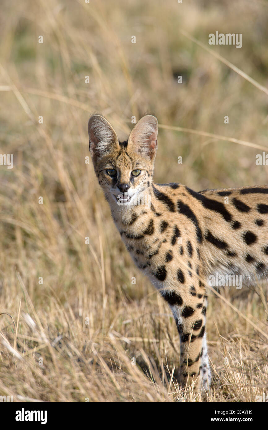 Serval in long grass hi-res stock photography and images - Alamy