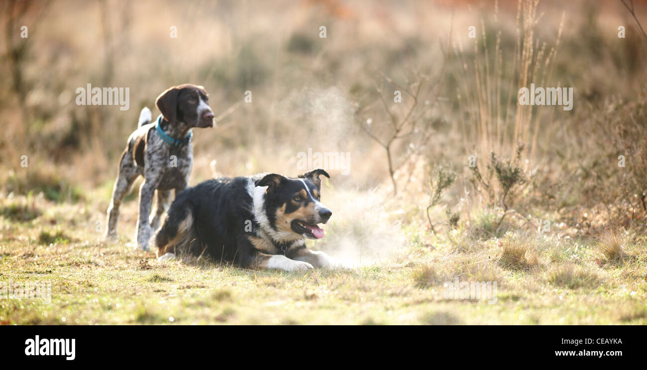 Border Collie Pointer Mix