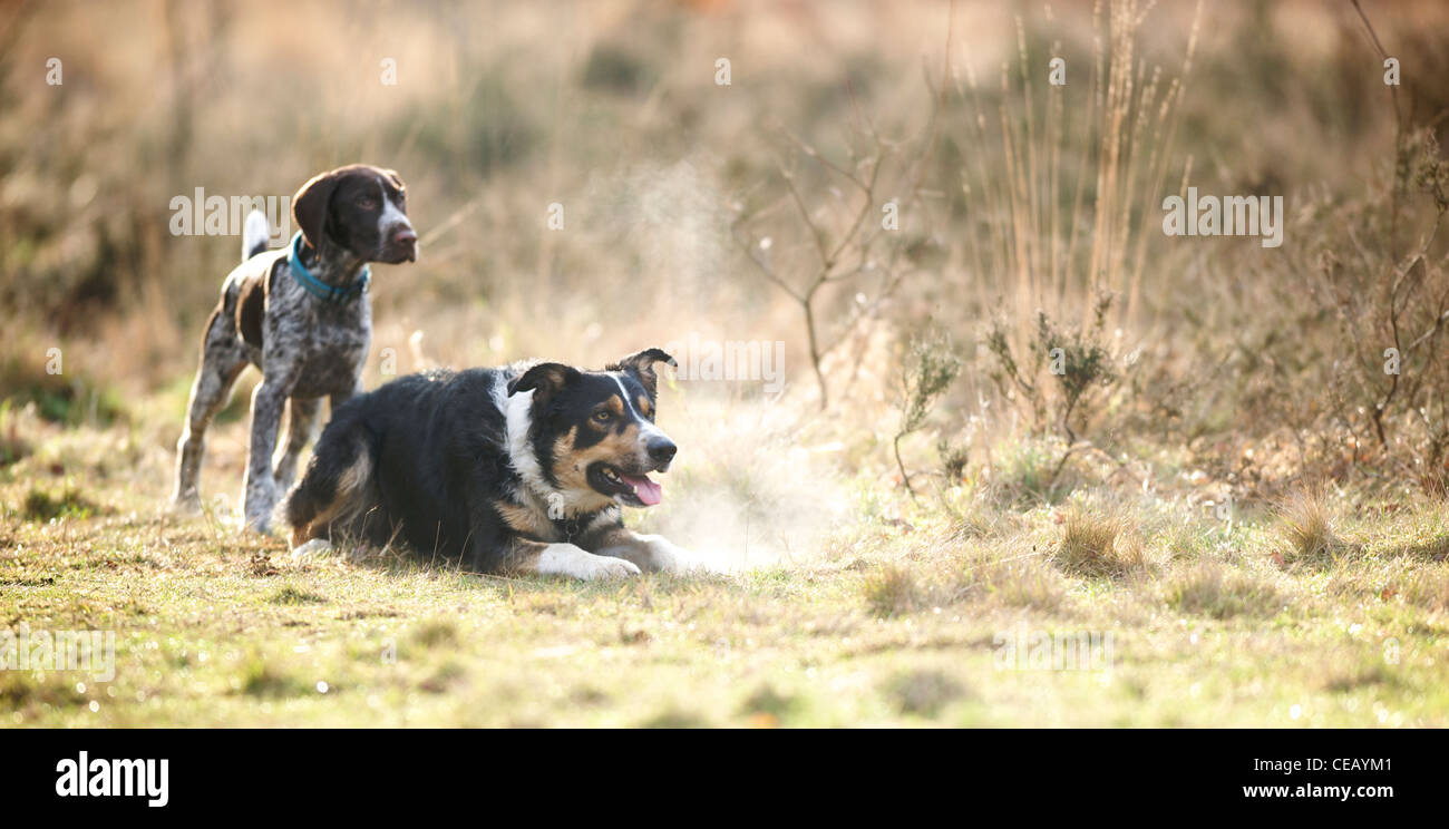 German Shorthaired Pointer Mixed With Australian Shepherd