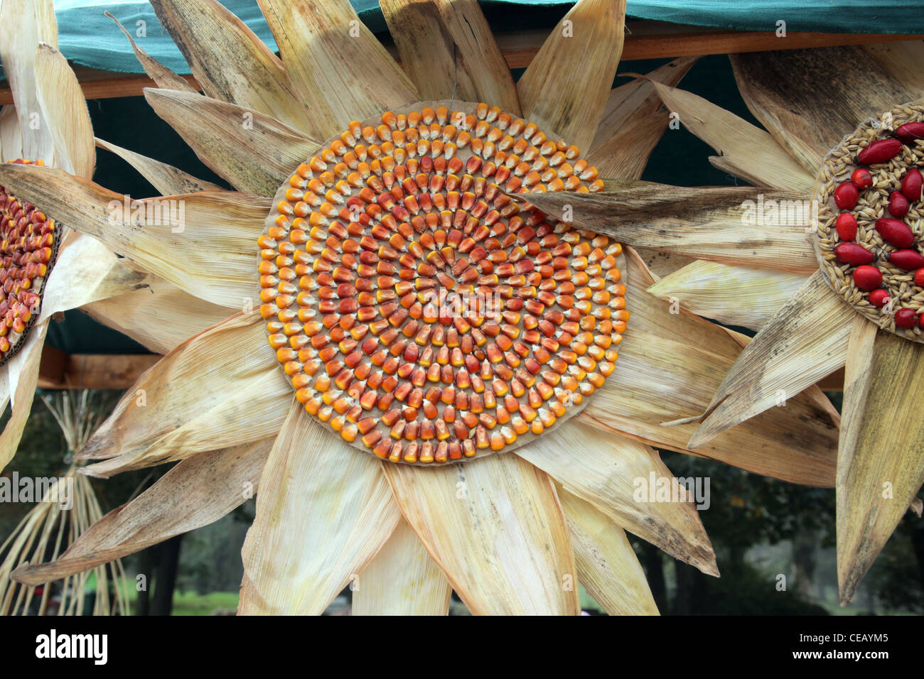 Corn grass grains hi-res stock photography and images - Alamy