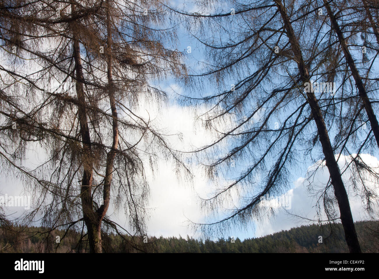 Western bohemia hi-res stock photography and images - Alamy