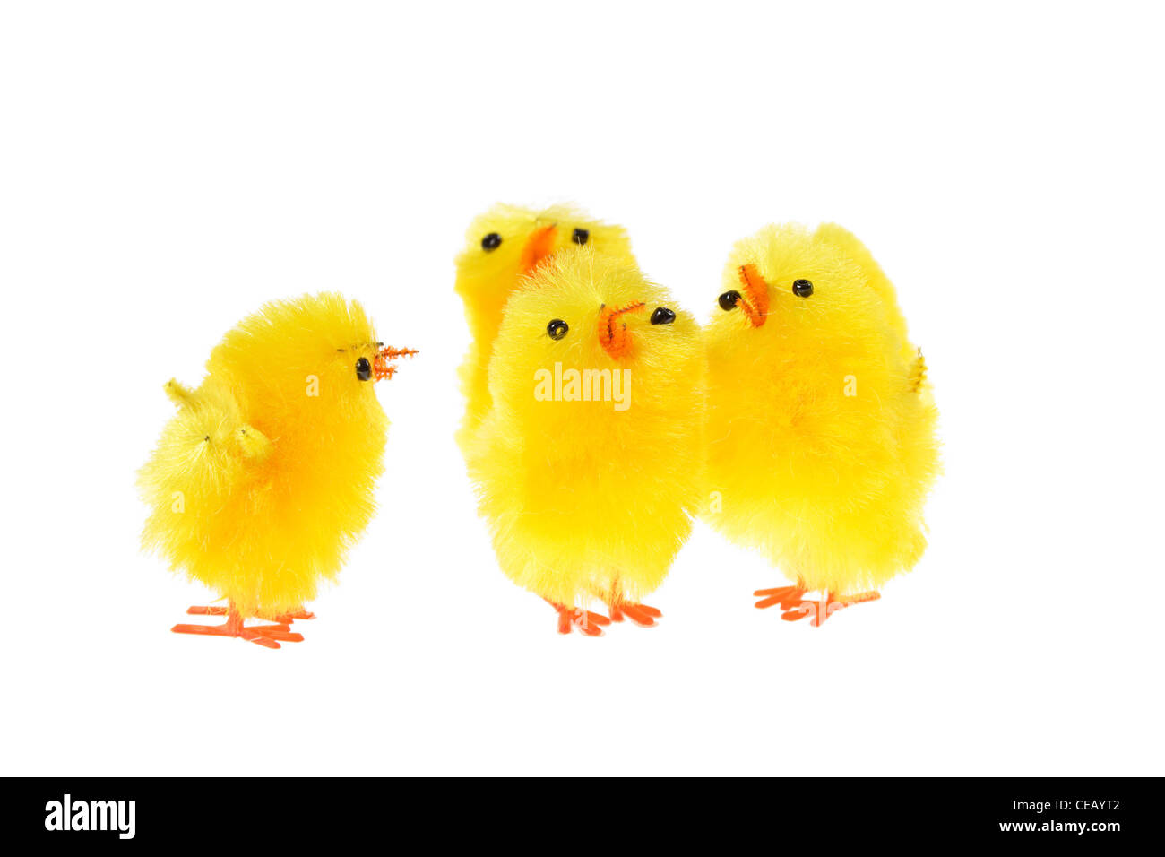 yellow chicklings, photo on the white background Stock Photo - Alamy
