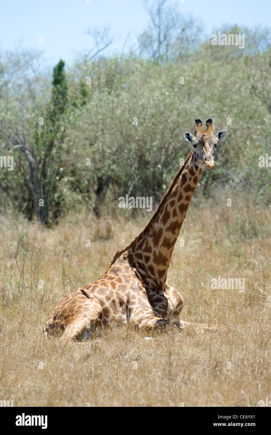 Masai race giraffa camelopardalis hi-res stock photography and images ...