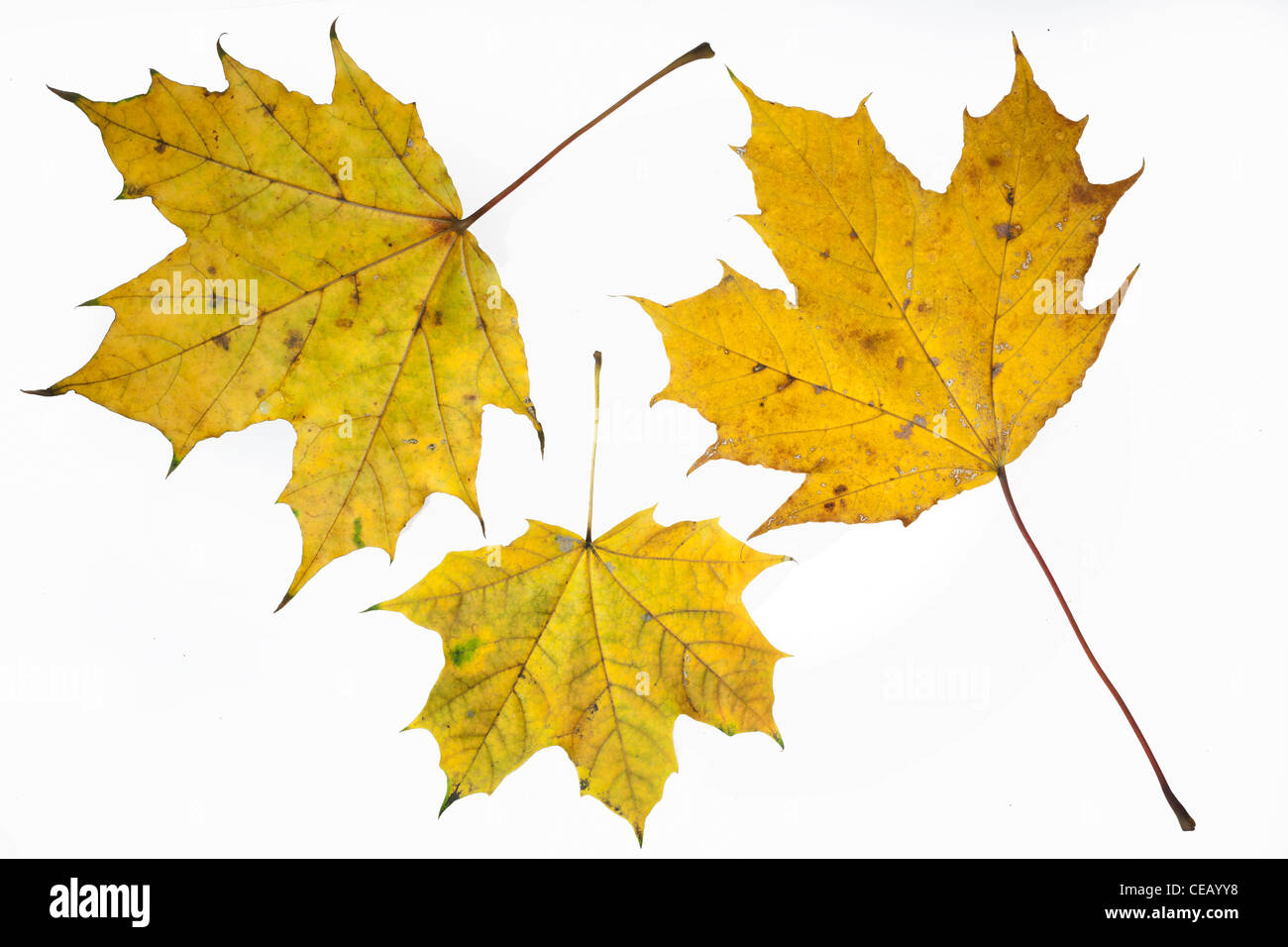 Maple maple maple maple leafs hi-res stock photography and images - Alamy