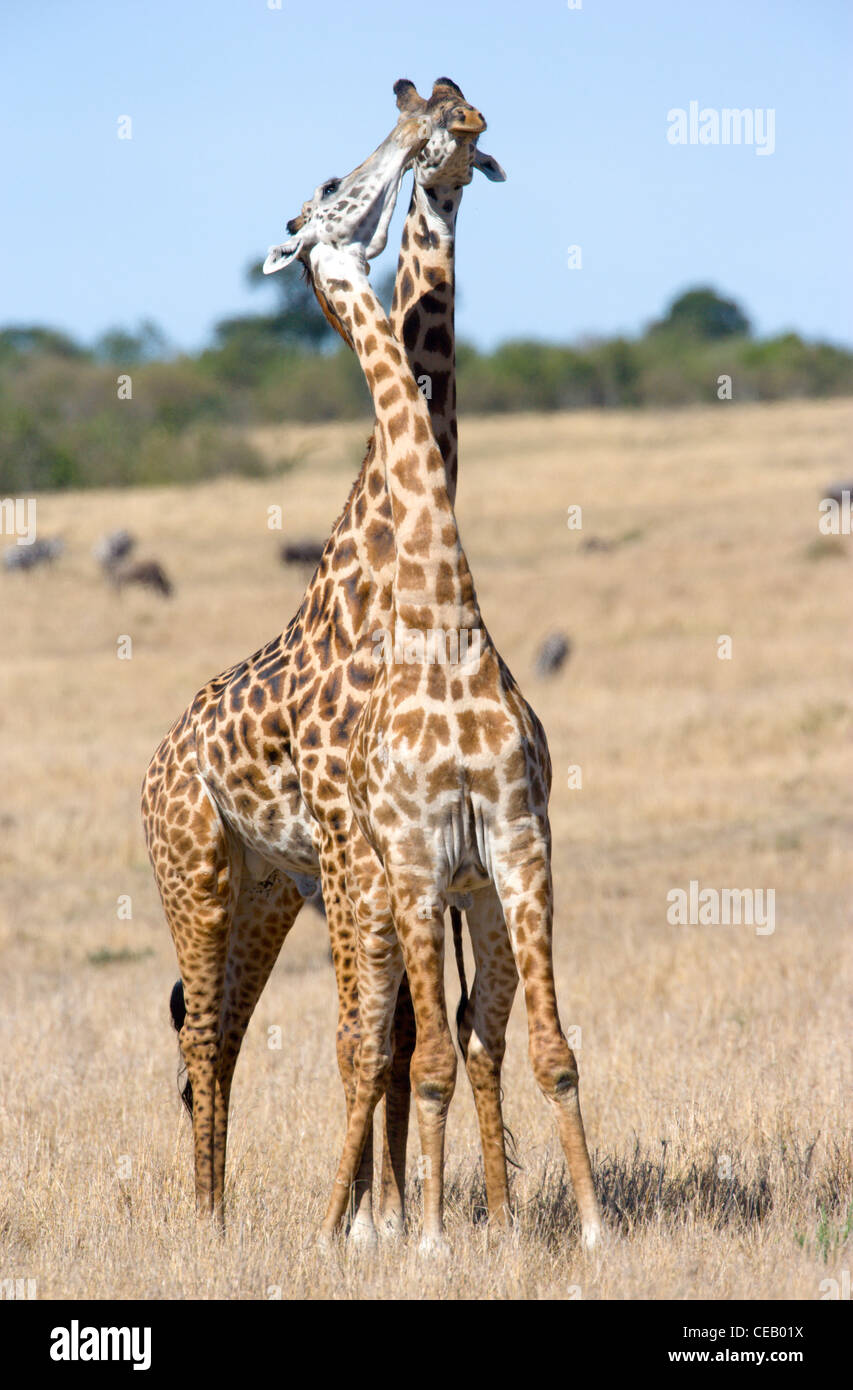Male giraffe hi-res stock photography and images - Alamy