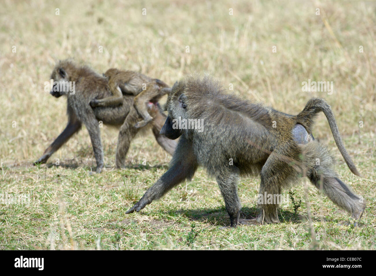 Female baboons hi-res stock photography and images - Alamy