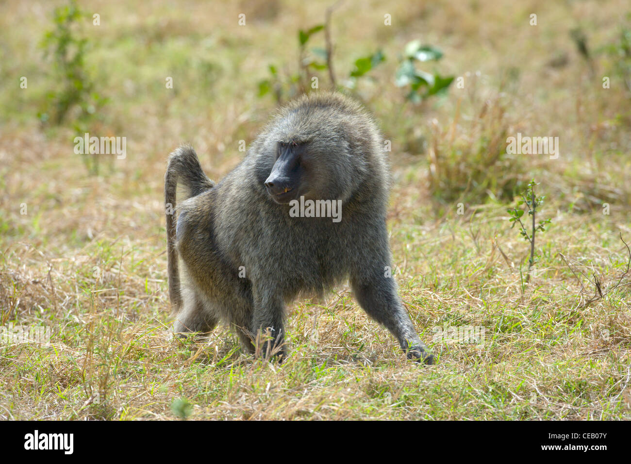 Male Baboon, Papio anubis, walking. Masai Mara, Kenya Stock Photo - Alamy