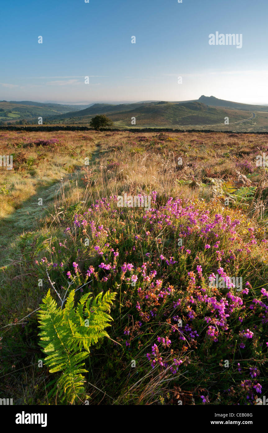 Rippon tor fields hi-res stock photography and images - Alamy