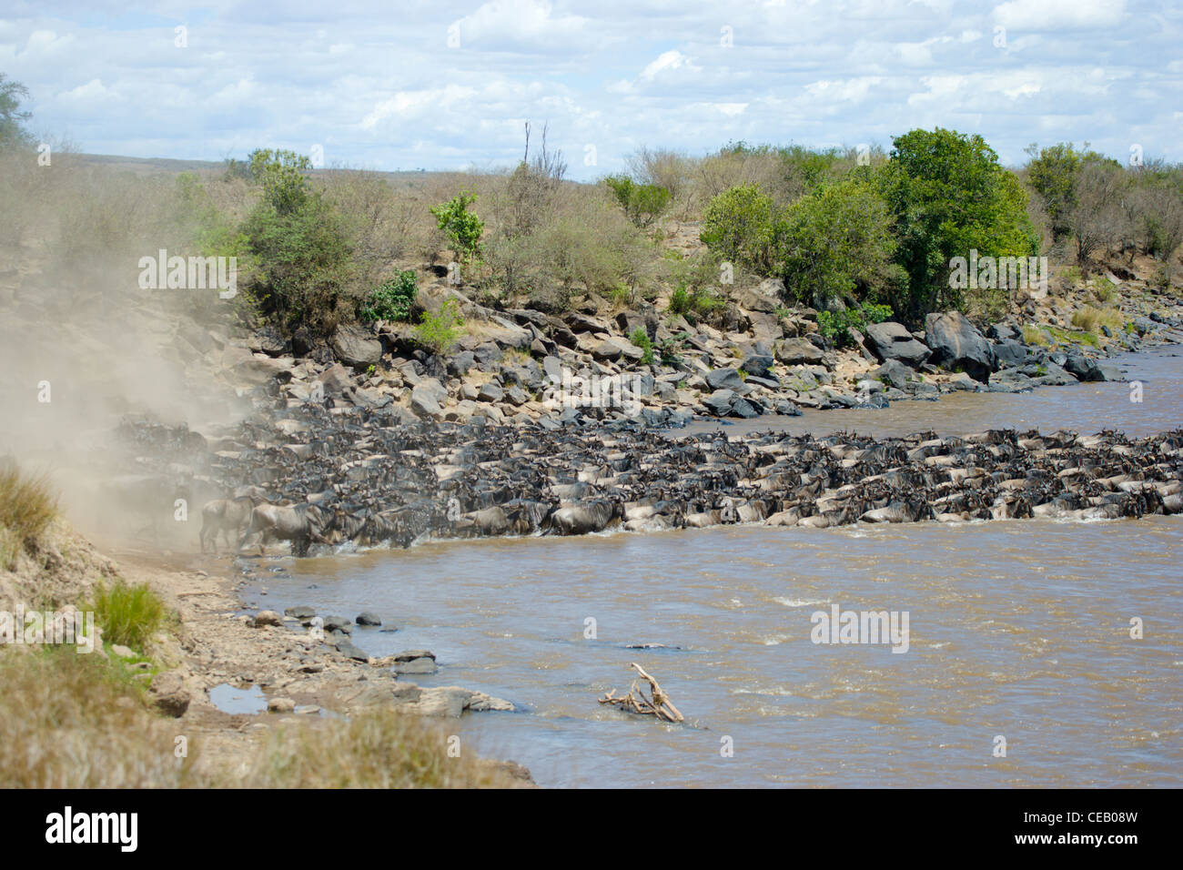 Swims across rivers hi-res stock photography and images - Alamy