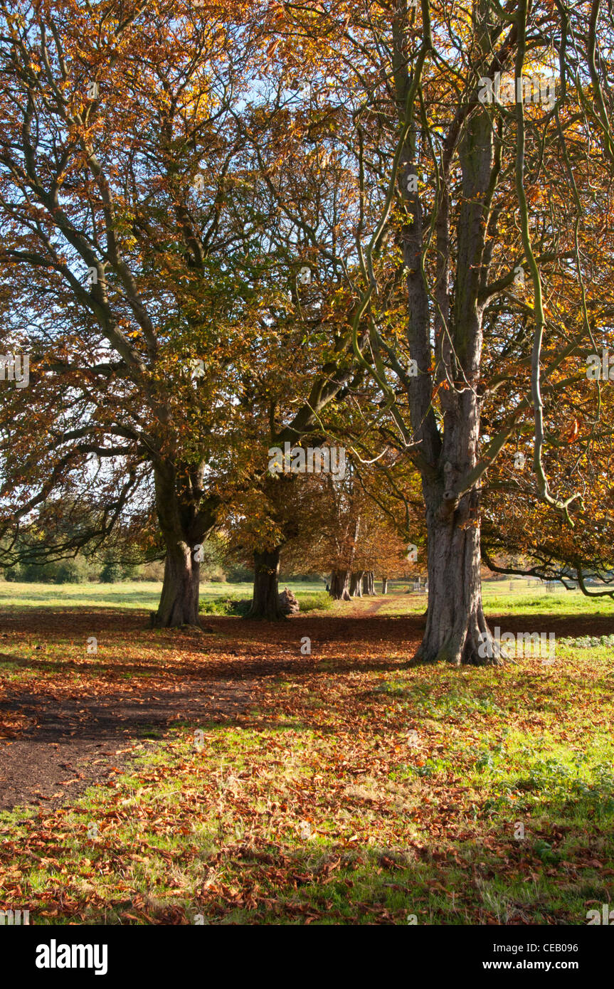 Station Moor Conker trees in their autumn colours, Hemel Hempstead ...