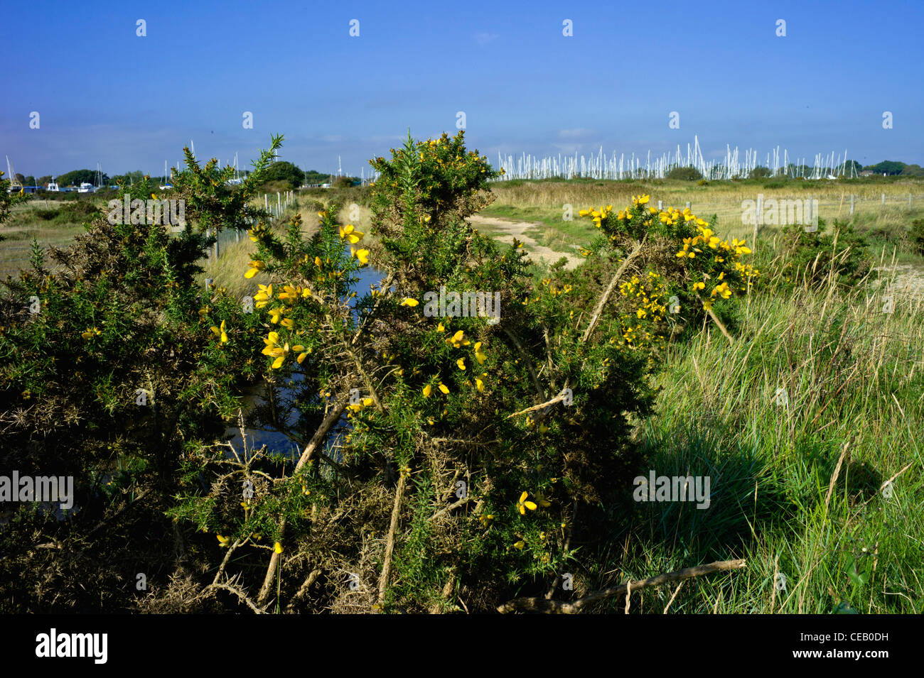 Salt marshes new forest hi-res stock photography and images - Alamy