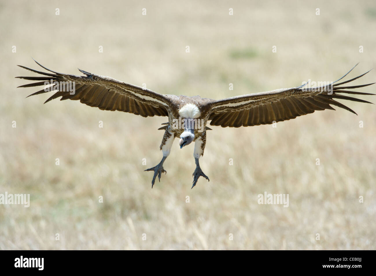 Ruppell's Griffon Vulture, Gyps rueppellii, coming into land at a ...