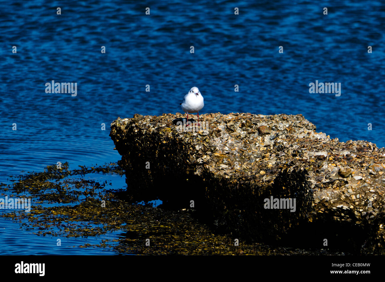 solent way footpath lymington hampshire Stock Photo - Alamy